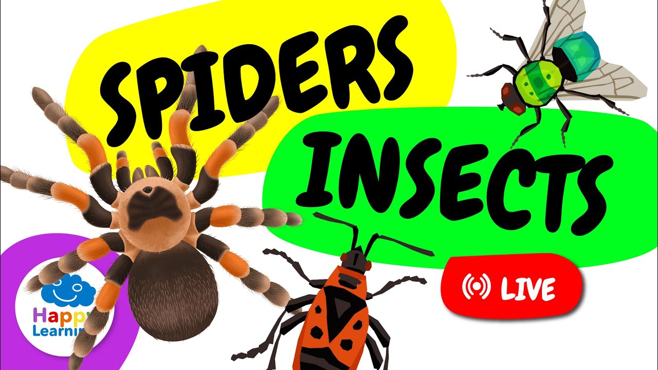 🔴 LIVE: 🕷️🐞 Spiders and Insects | Fun Facts & Characteristics ...