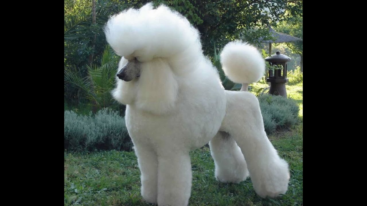 Por Qué Los Llamamos Caniches Franceses