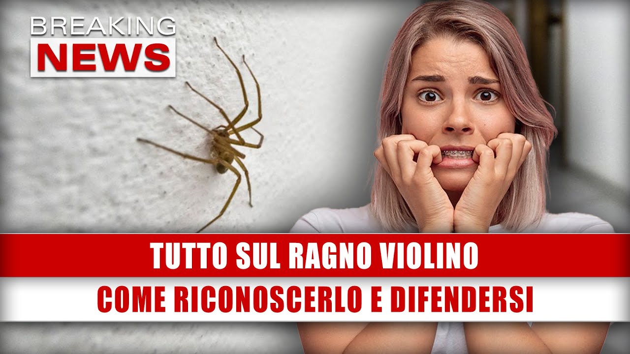 Tutto Sul Ragno Violino: Come Riconoscerlo e Difendersi! - YouTube