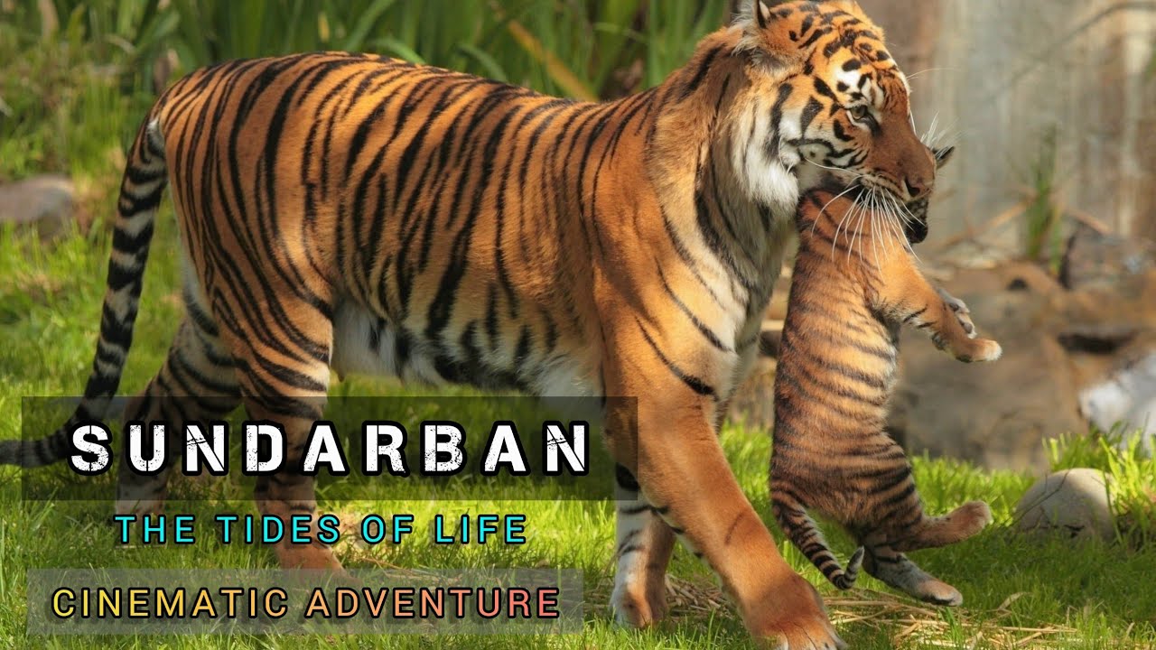 "SUNDARBAN"..The Tides Of Life/Cinematic Adventure/Vlog Documentary ...