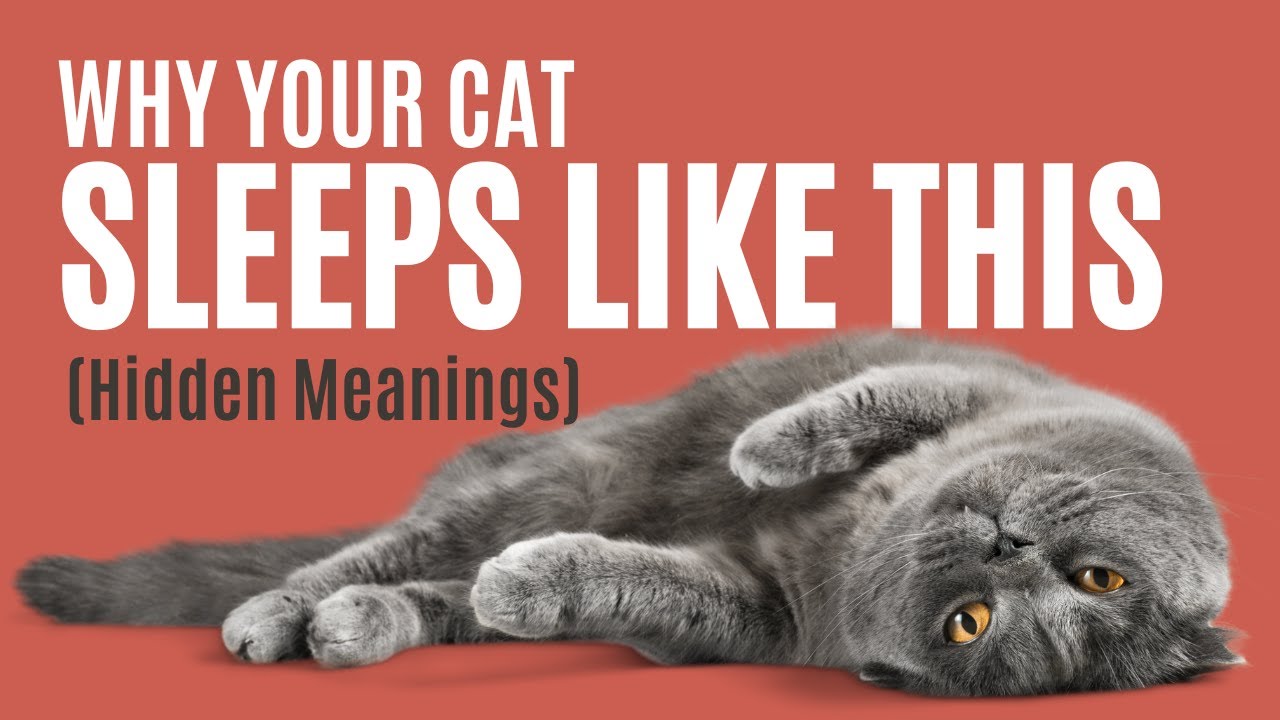 Cat Sleeping Positions Meanings