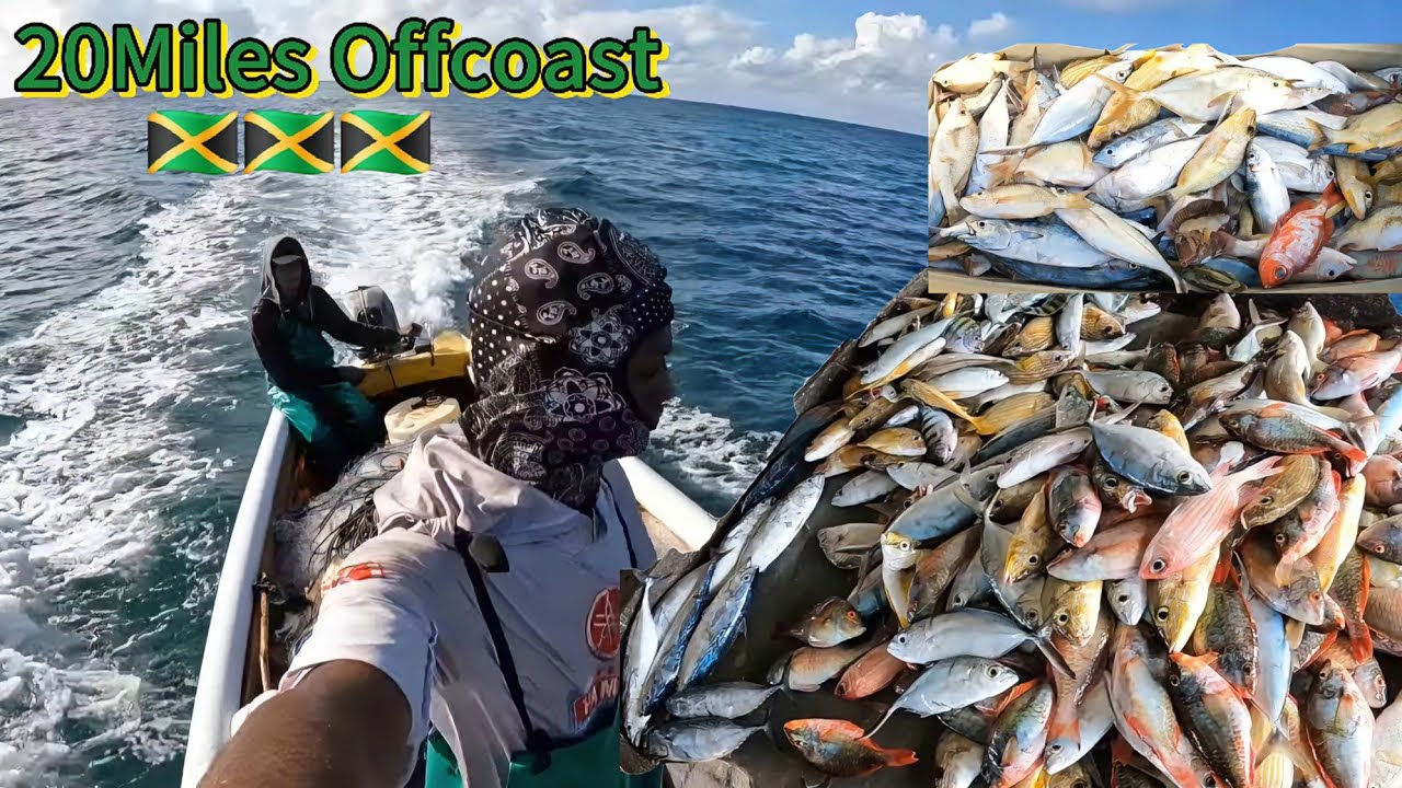 Massive Catch/12 Hours Night fishing for Parrot& Snappers 20 miles ...