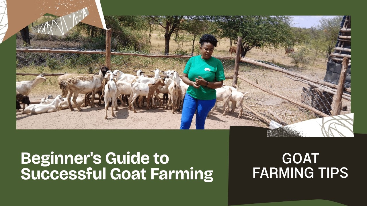 Don’t Start Goat Farming Without Watching This First! - YouTube