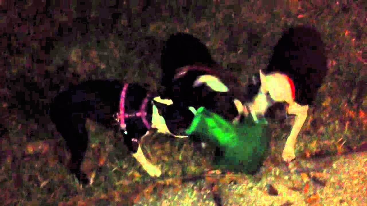 Boston terrier attack video - YouTube