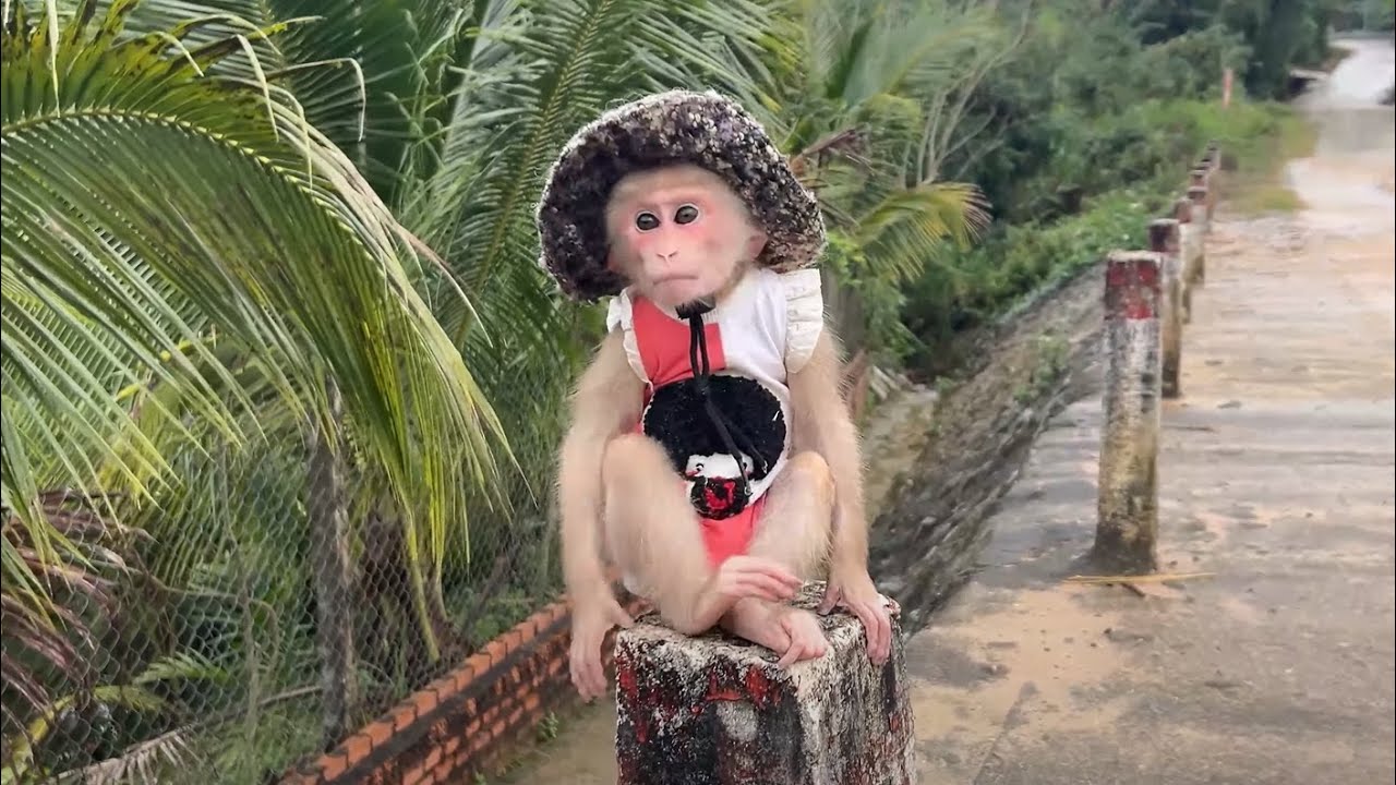 Monkey Luk worriedly patiently waited for dad to return from market ...