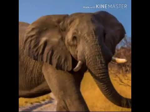 Elephant Roar 3 🐘 🔊 - YouTube