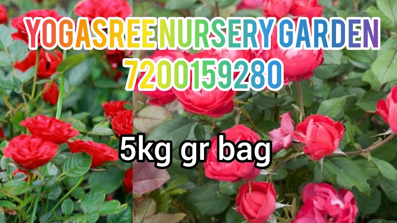 New Rose Plant 7200159280 - YouTube