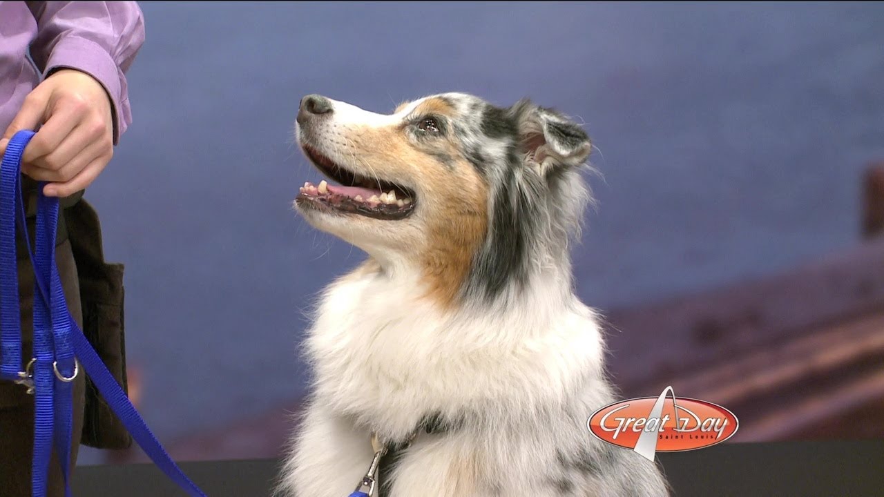 Dog Training 101 with Jamie Popper - YouTube