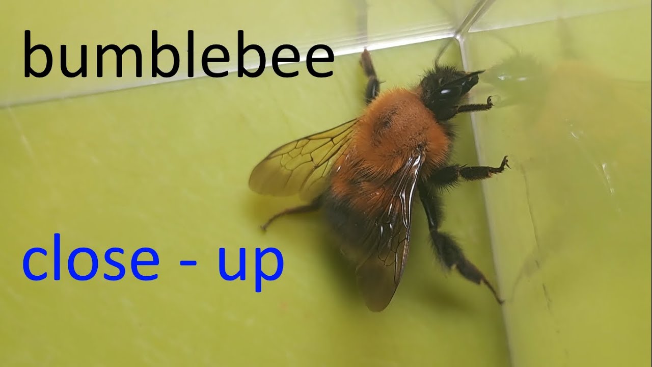 how a bumblebee flies in slow motion. bumblebee close-up. - YouTube