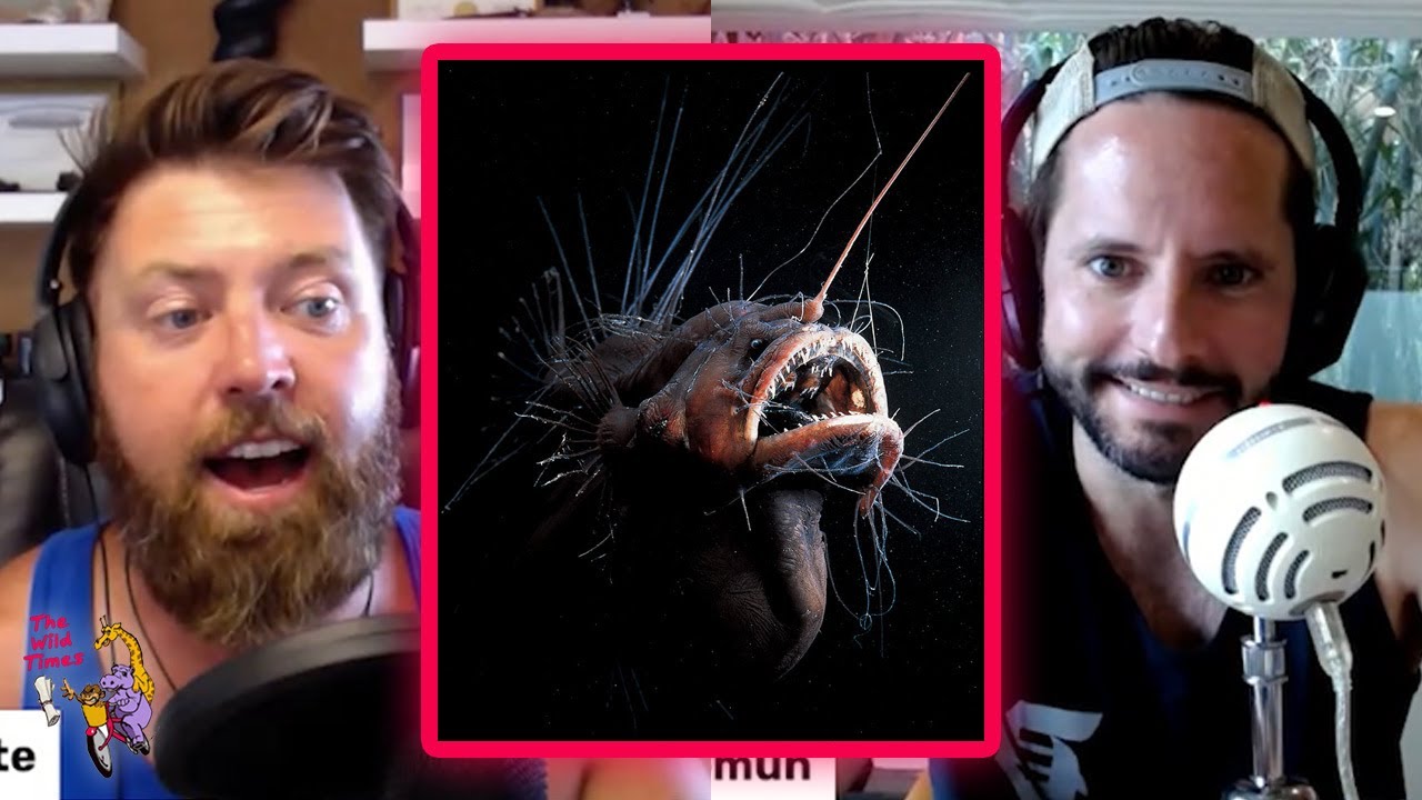 This Is The Weirdest Fish You've Ever Seen - YouTube