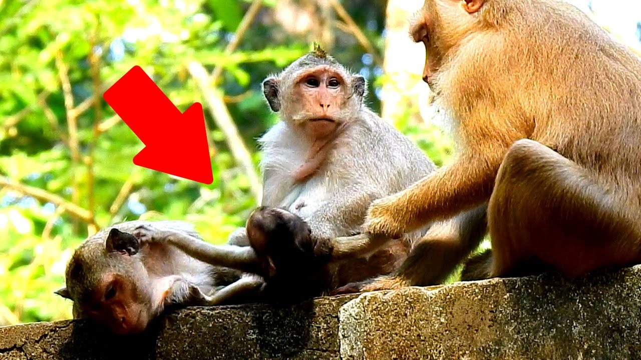 OHMG! Big Monkey Pulls Hand Tiny Monkey off her milk - YouTube