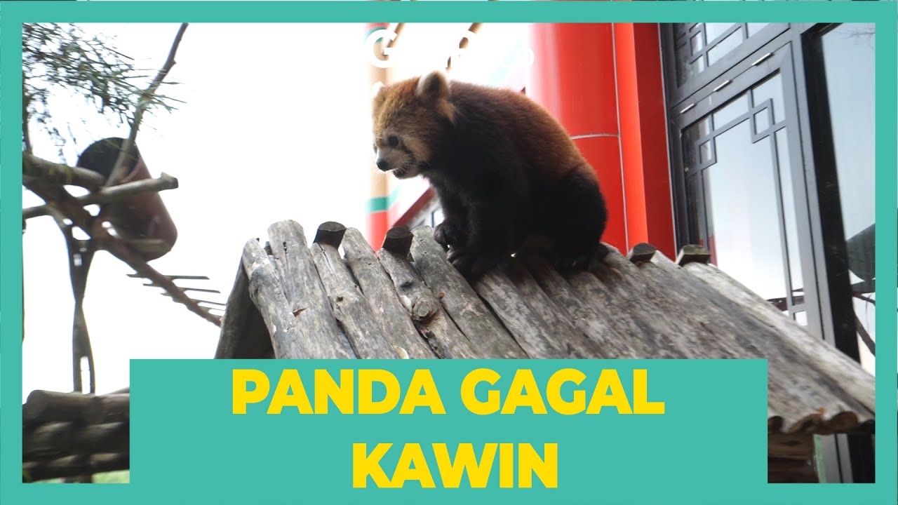 Sedih, Panda di Taman Safari Bogor Gagal Kawin Karena Pandemi - YouTube