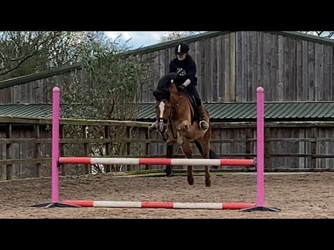 Jumping in the Winter Sun | Moor Farm Stables - YouTube