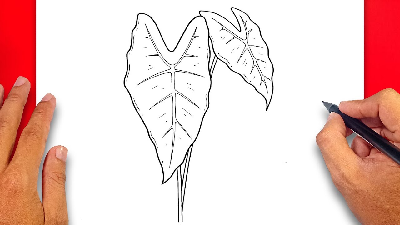 How to draw Alocasia - Easy Drawing Alocasia - YouTube