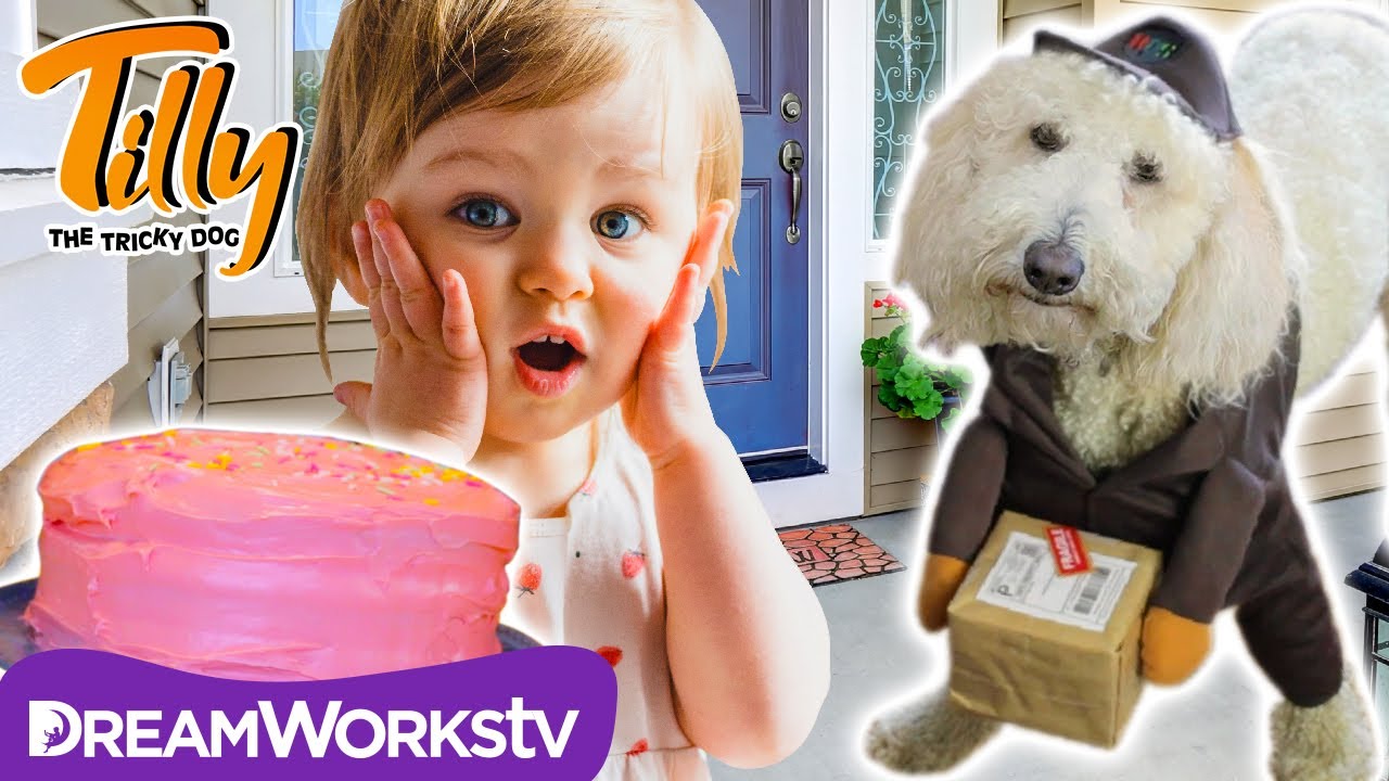 Delivery Dog Takes The Cake | TILLY THE TRICKY DOG - YouTube