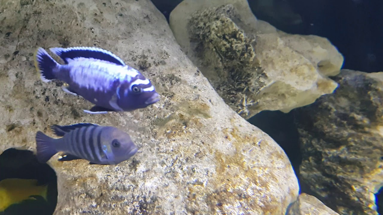 Metriaclima msobo magunga - YouTube