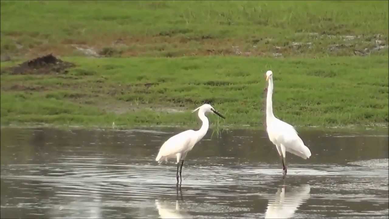 Birds of Kaveri backwaters-Mysore - YouTube