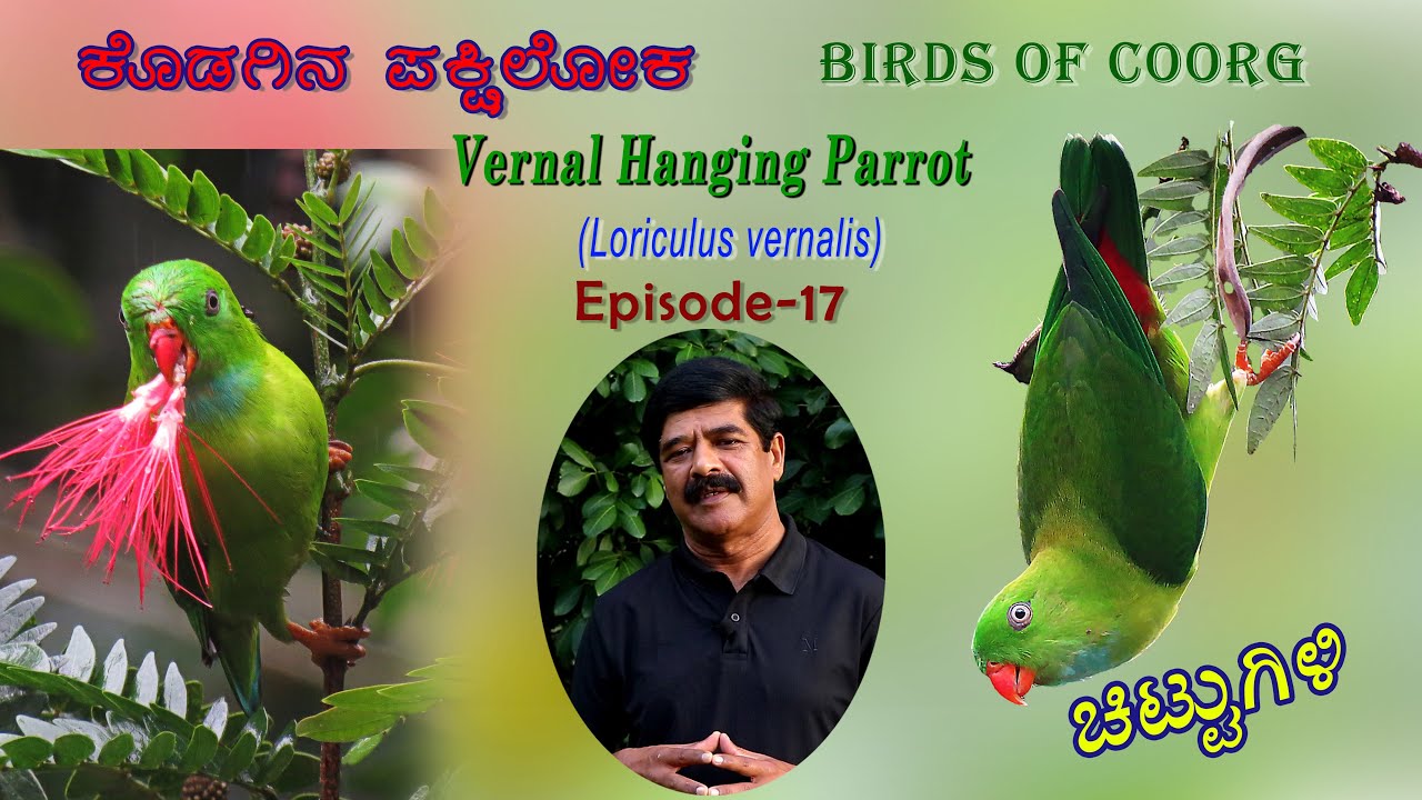 Vernal Hanging Parrot | ಚಿಟ್ಟುಗಿಳಿ | ಕೊಡಗಿನ ಪಕ್ಷಿಲೋಕ | Birds of Coorg ...