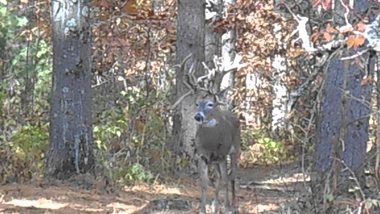A Buck Darrell Passed On - Ridiculous Rack - YouTube