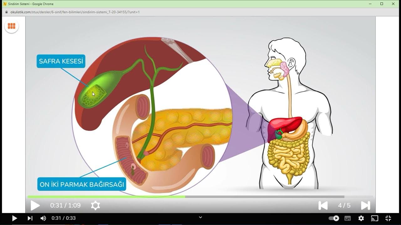 SİNDİRİM SİSTEMİNE YARDIMCI ORGANLAR - YouTube