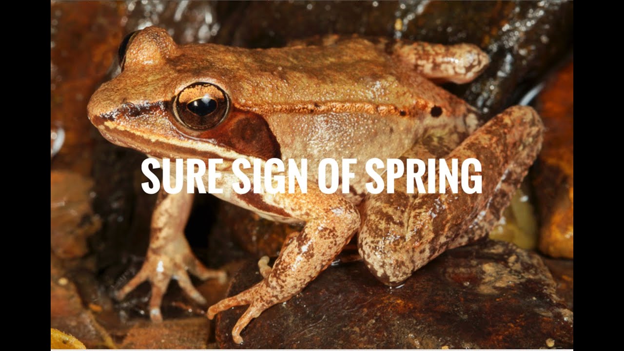 Wood frog mating season | sign of spring - YouTube