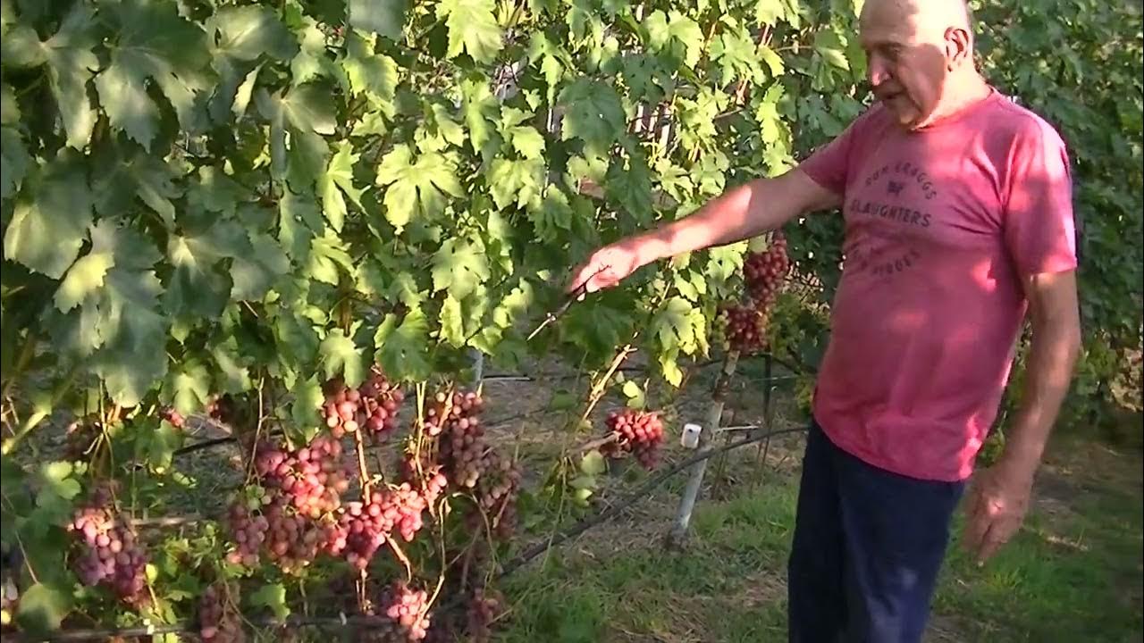 Виноград Снежок - YouTube