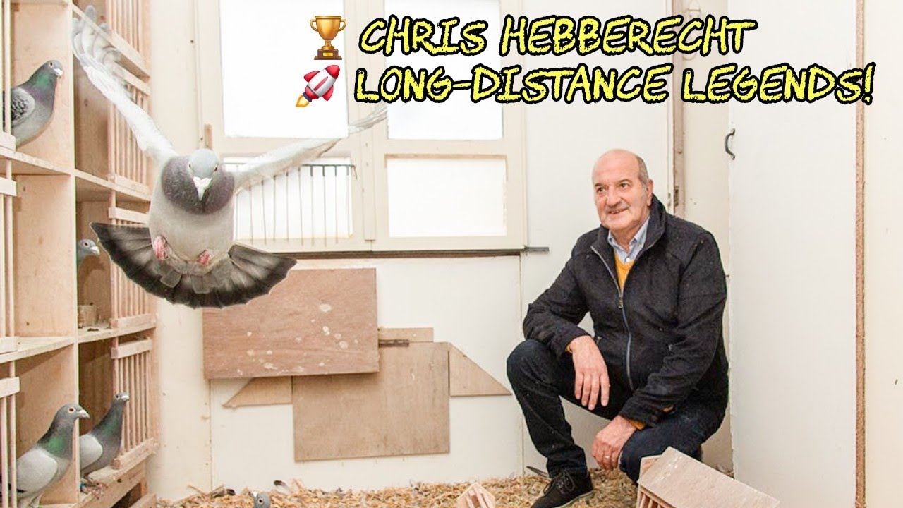 Chris Hebberecht Racing Pigeons – Champion Long-Distance Bloodline ...