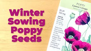 Winter poppies - craibas.al.gov.br