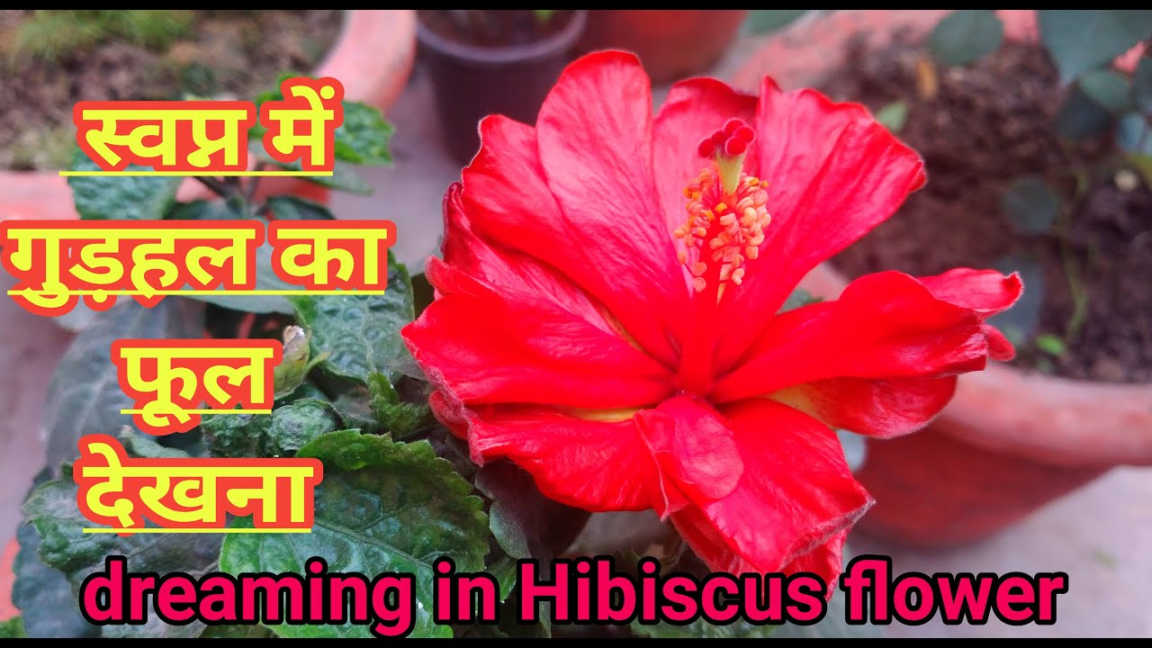 #Sapne mein gudhal ka fool dekhna@ - YouTube