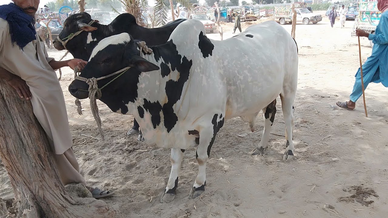 Halani Cow Mandi latest updates Halani Cattle Market 2020 | Bakra Eid ...