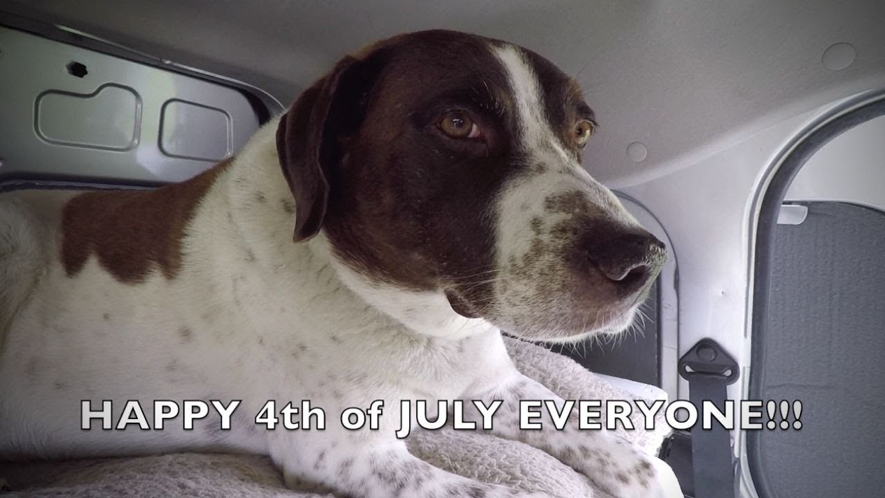 Van Life Dog Bed - Ford Transit Connect - YouTube
