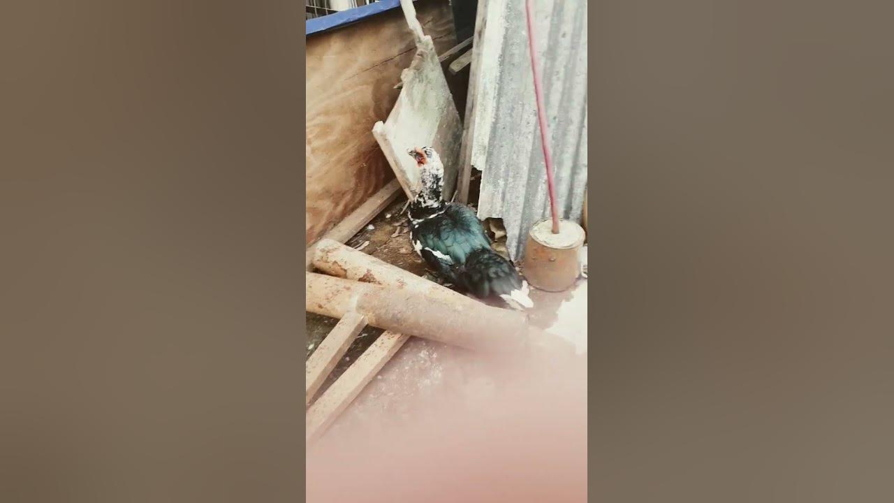 20 de maio de 2023 - YouTube