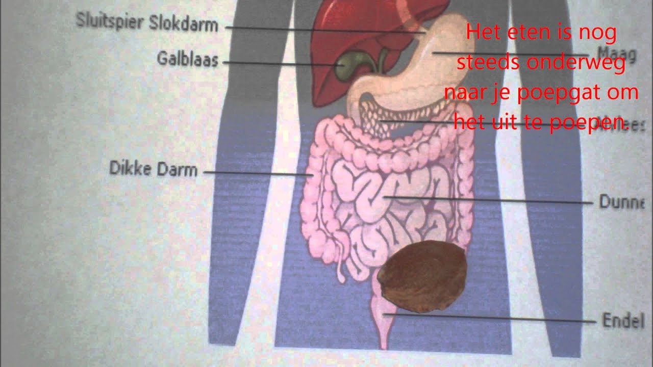spijsverteringsstelsel - YouTube