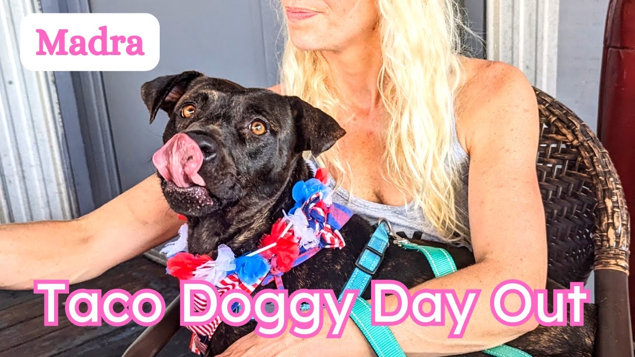 How Kid Friendly Is Shelter Dog Madra? - YouTube