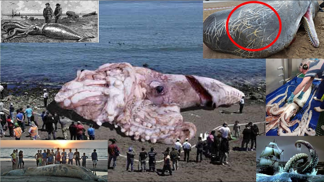 CALAMAR GIGANTE y CALAMAR COLOSAL. Monstruo increíble REAL. ¿Existió el ...