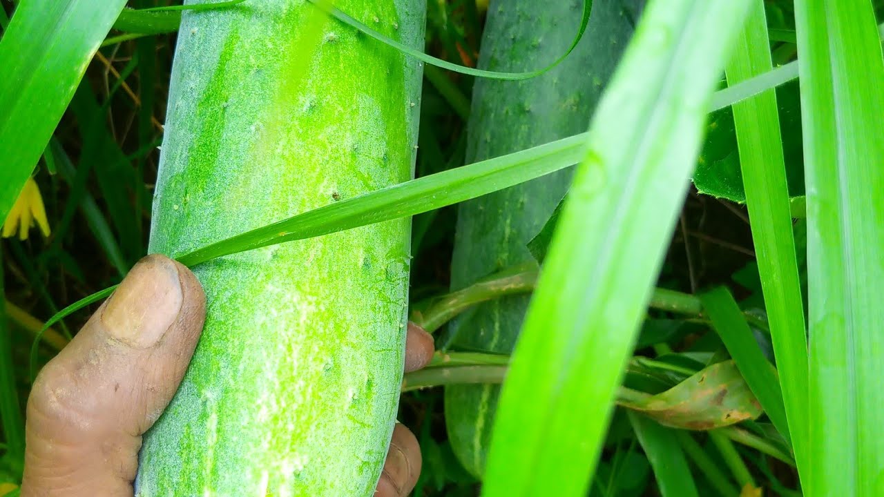 Kukumbar खीरा कोन सा तोड़ें सलाद के लिए मिर्च भी। Knowledge - YouTube