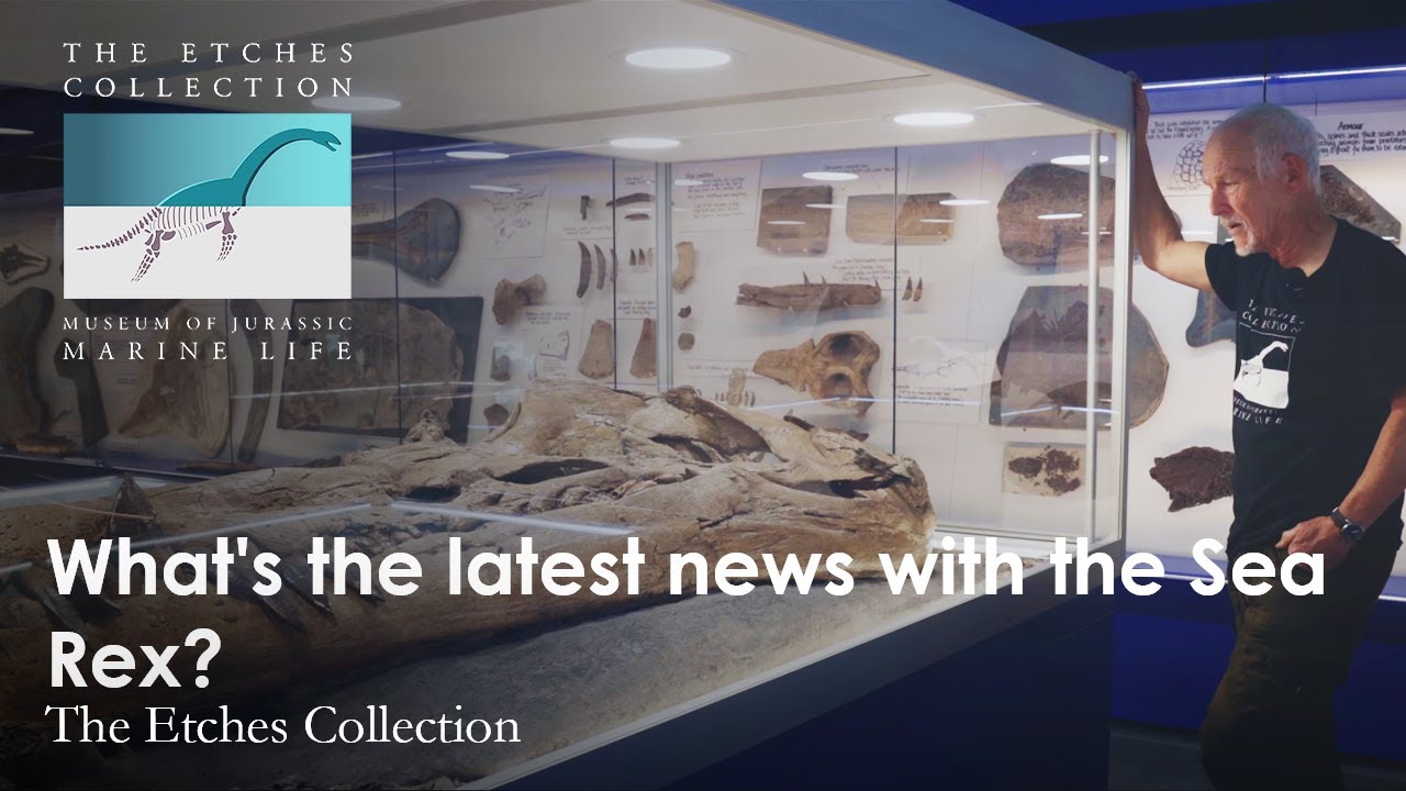 What's the latest news with the Sea Rex? - YouTube