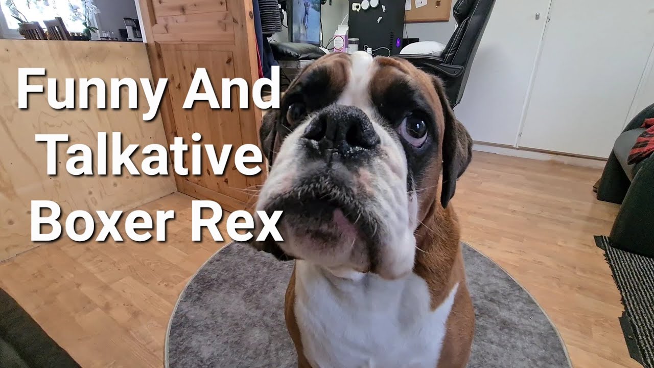 Funny And Talkative Boxer Rex Changing The Calendar - ONE DAY TO LATE ...