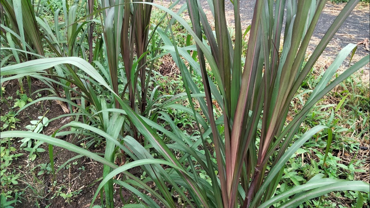 Rumput red napier - YouTube