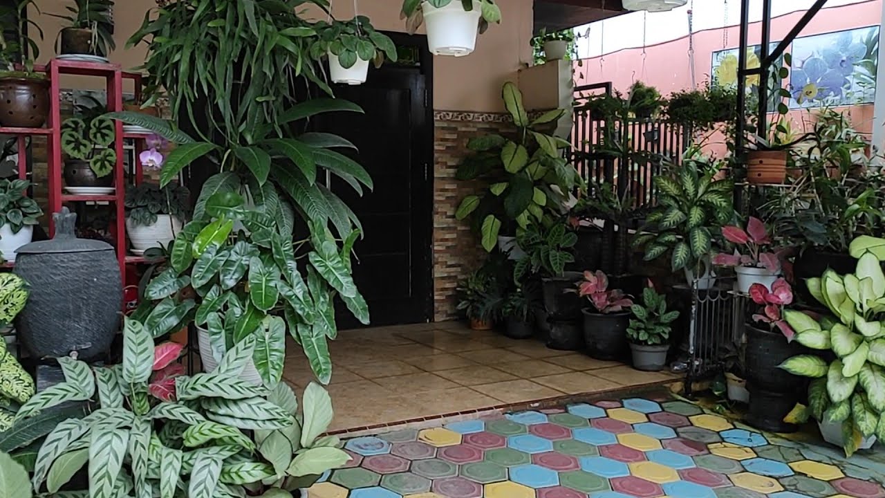 Tanaman Rimbun Tapi Murah Bisa Kita Peroleh Di Sini - YouTube