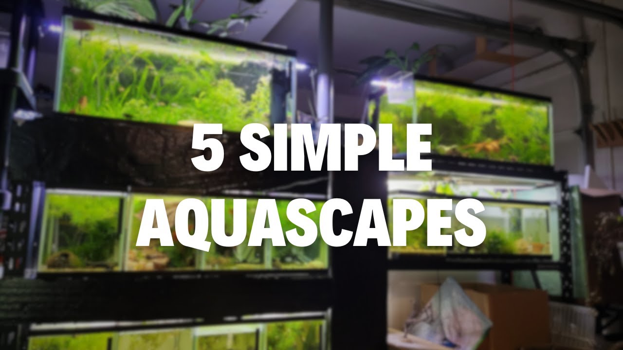 Aquascaping Shouldn't Be Complicated - 5 Easy Scapes - YouTube