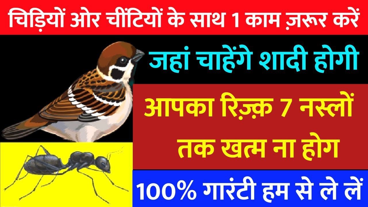 Do This With Birds And Ants to Get Rich | Jaldi Shadi or Dolat Mand ...