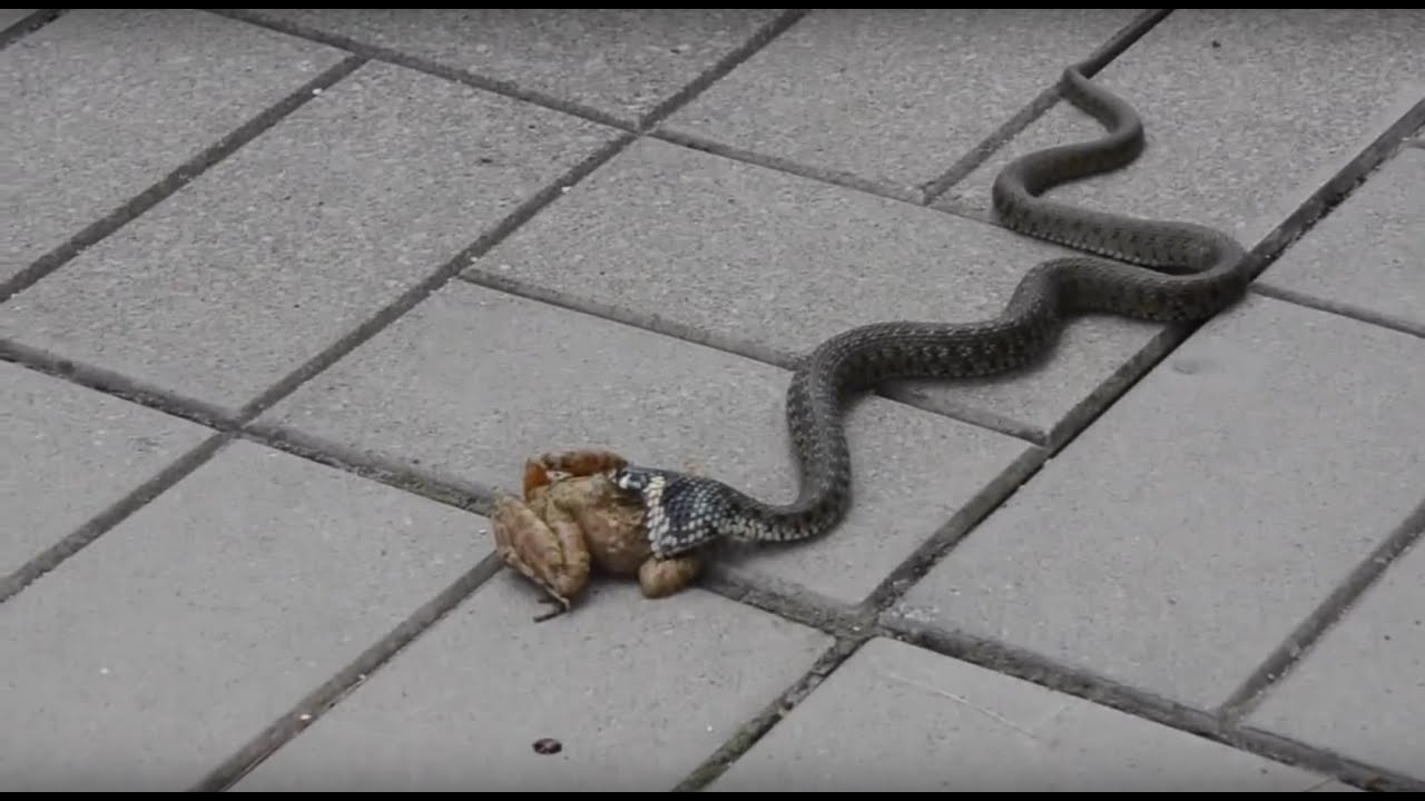 Snake vs frog fight on city streets - YouTube