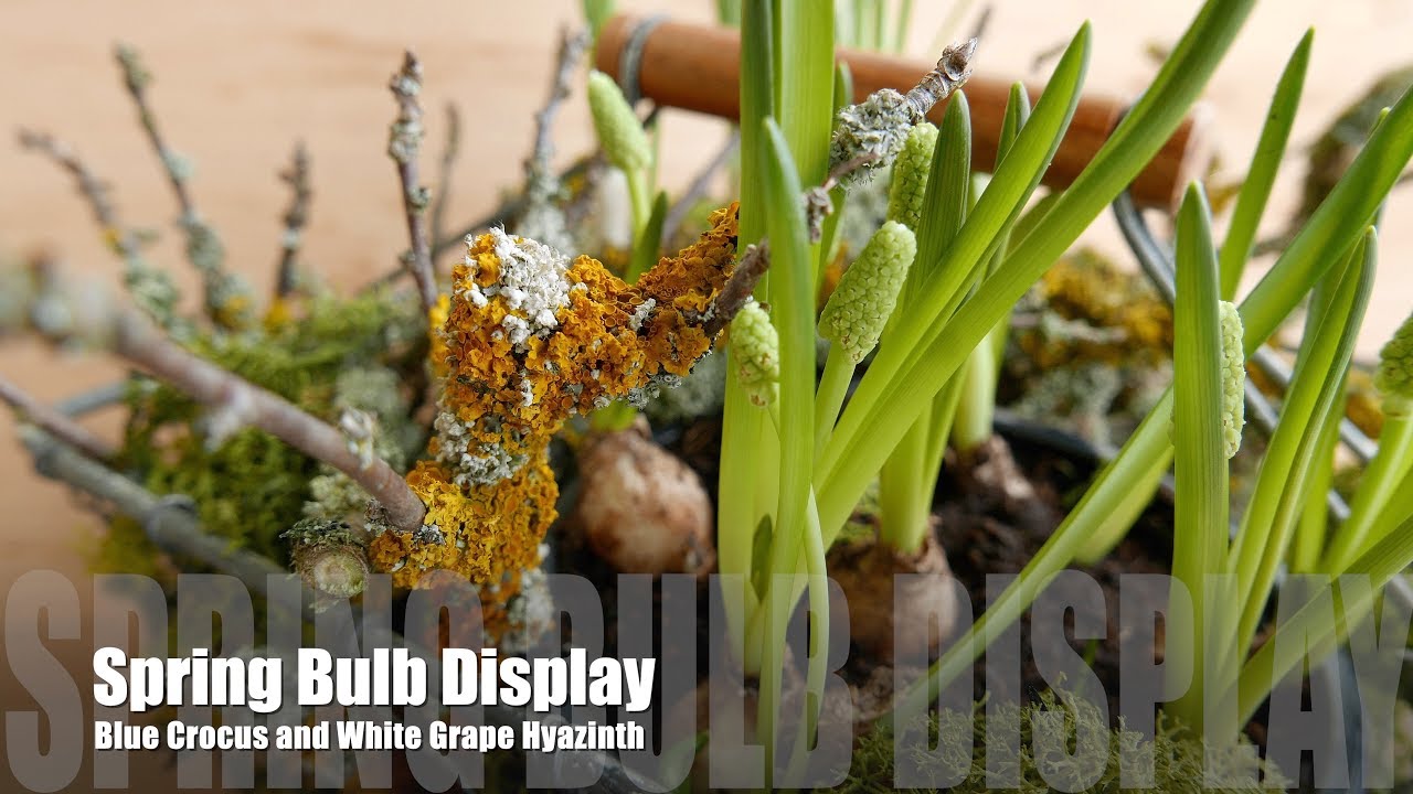 Spring Bulb Display, simply made - YouTube