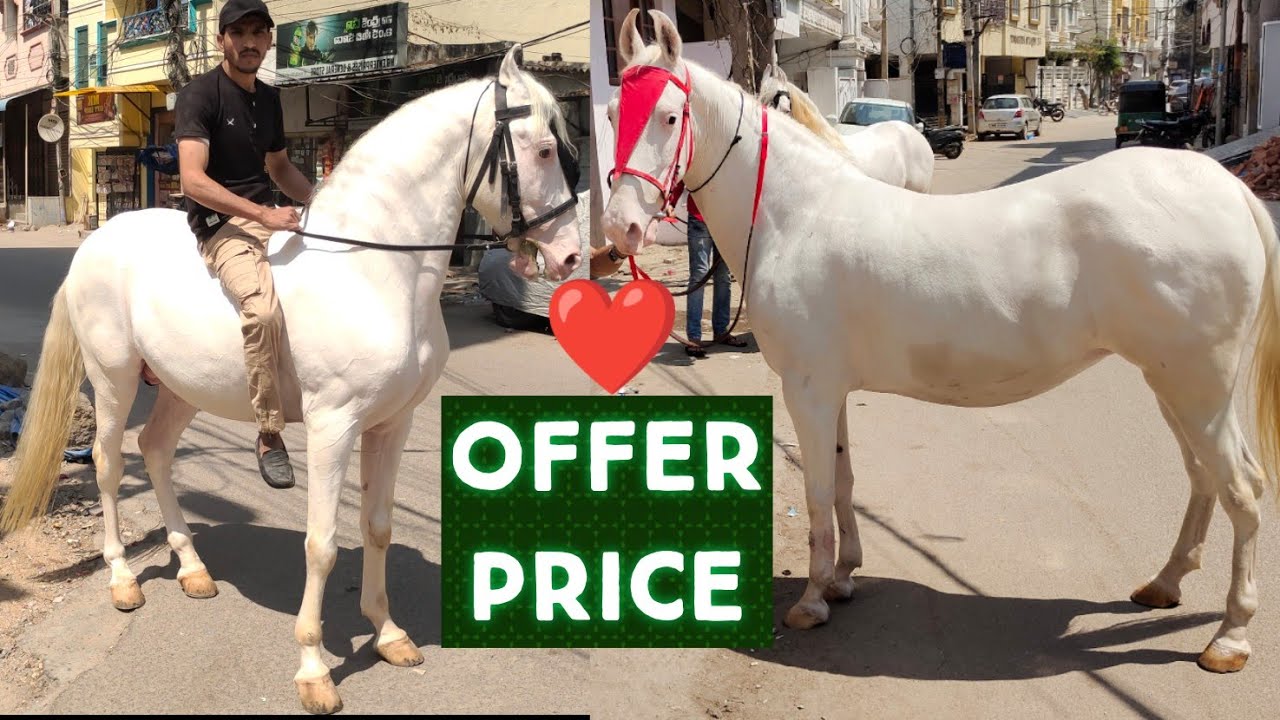 saste ghode | Punjabi nukri ghodi Hyderabad | pregnant mare white 🐎 ...