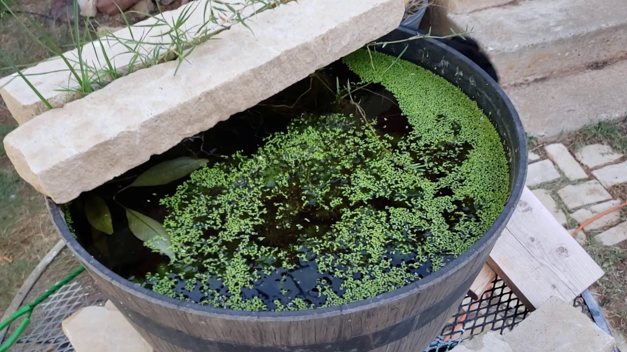 Mini pond with fish and shrimp - YouTube