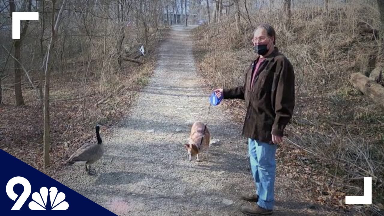Orphaned goose becomes dog's best friend - YouTube