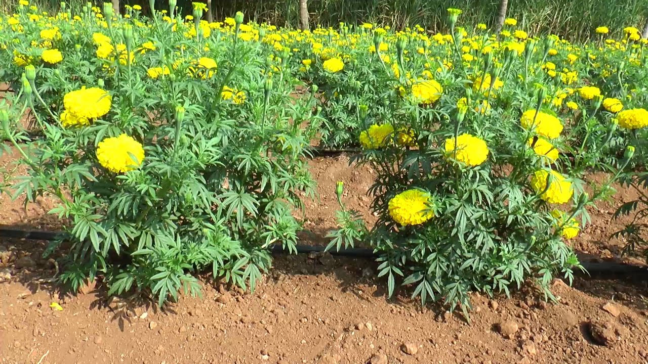 Marigold garden - YouTube