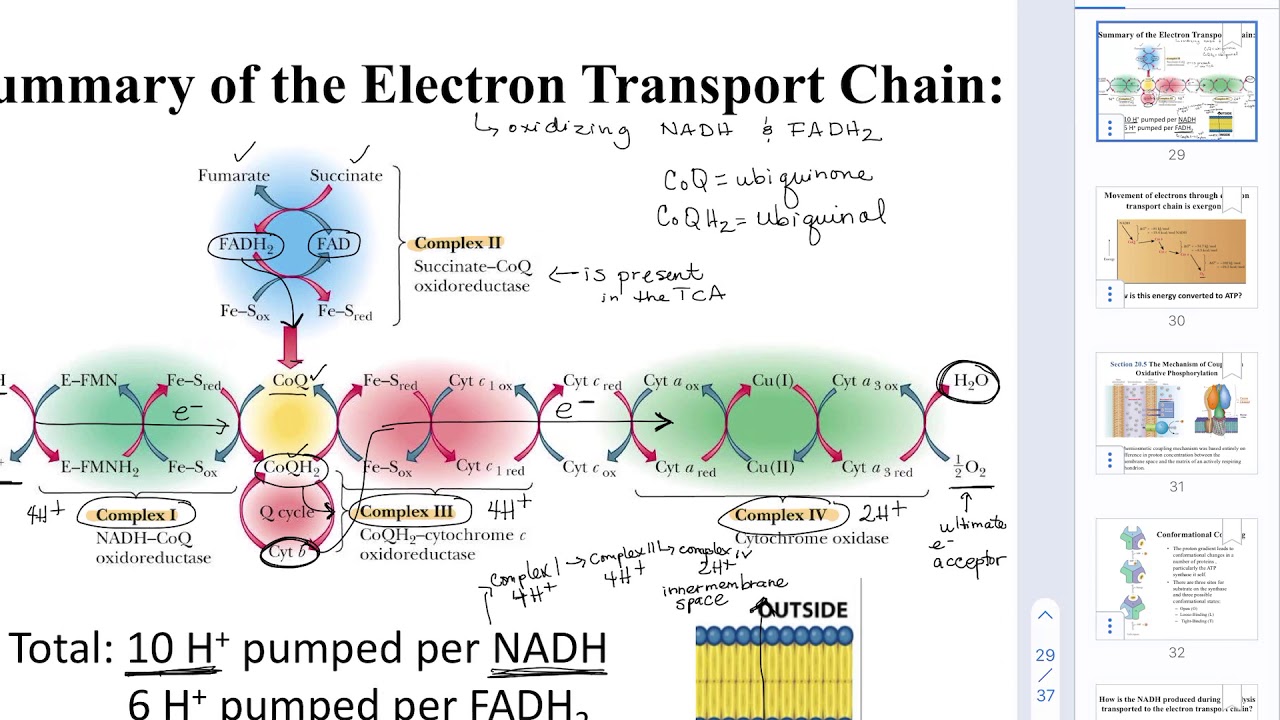 Electron Transport Chain Step By Step Explanation