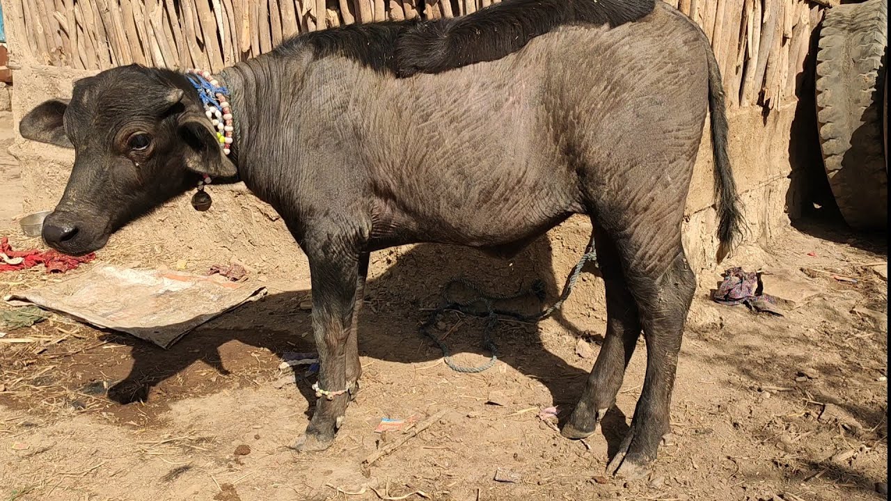 banni buffalo calf - YouTube